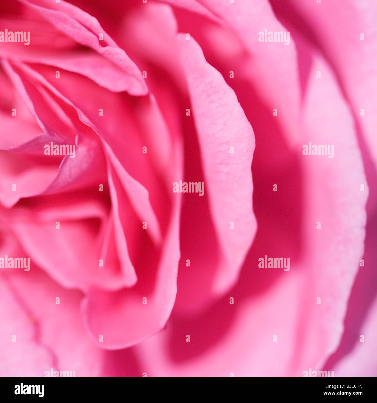 Pétales de rose Banque de photographies et d’images à haute résolution ...