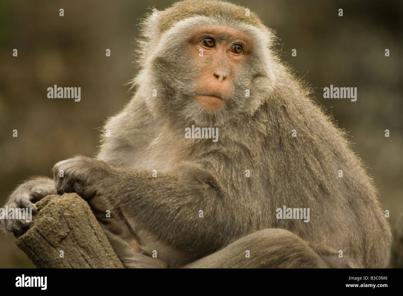 Doigts de macaque Banque de photographies et d’images à haute ...