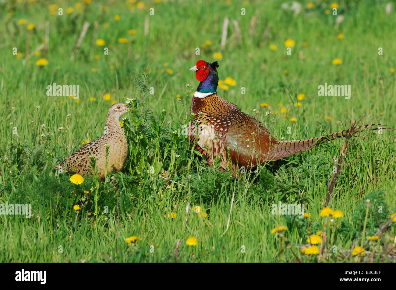 Faisan vert Banque de photographies et d’images à haute résolution - Alamy