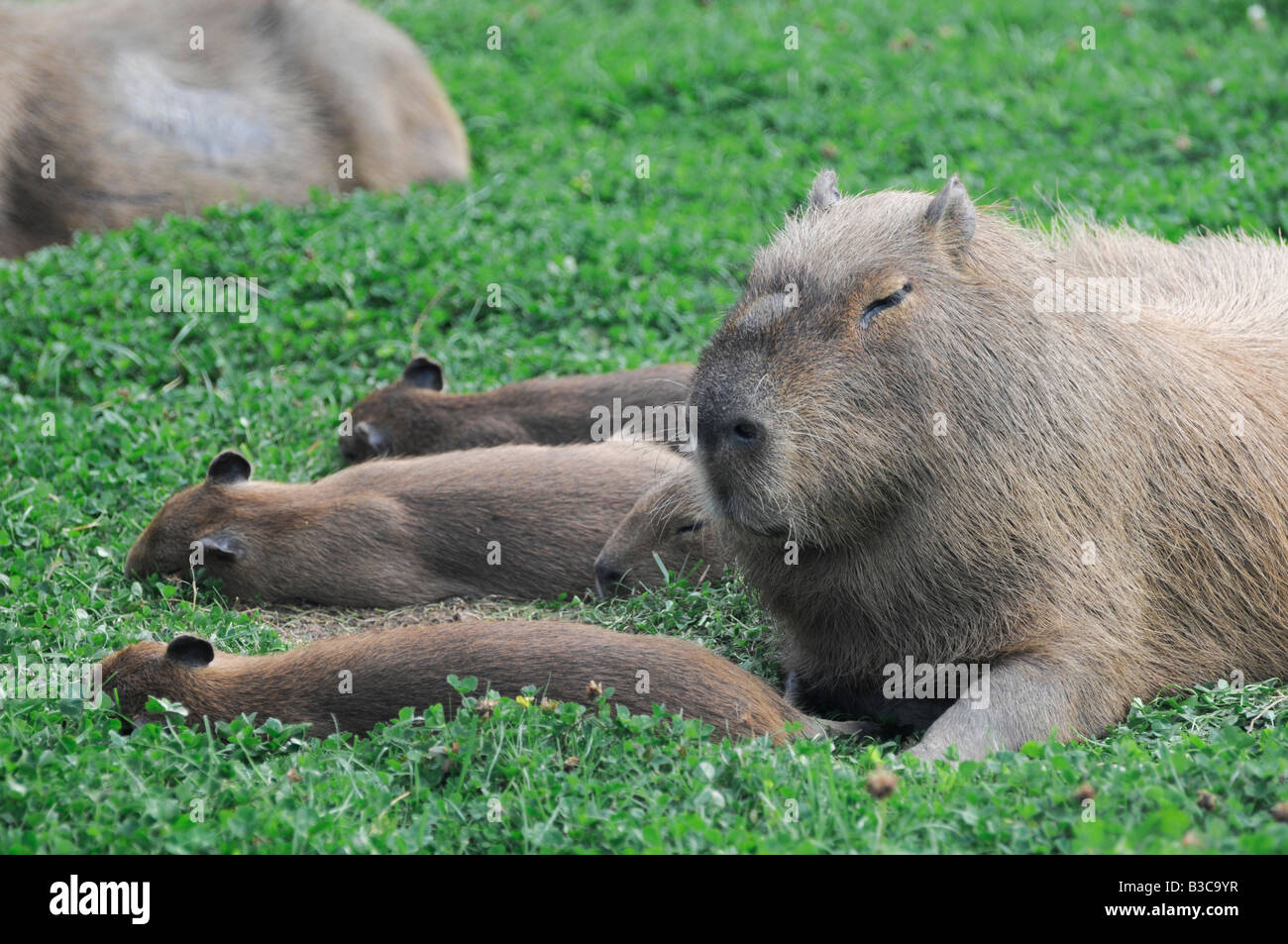 Capybara family Banque de photographies et d’images à haute résolution ...