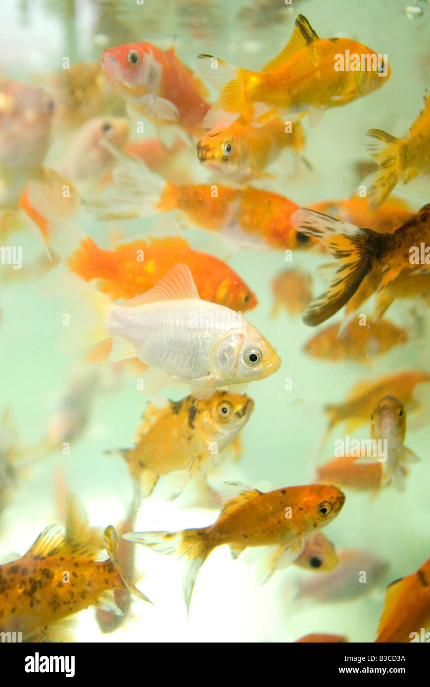 Bassin à poissons Banque de photographies et d’images à haute ...