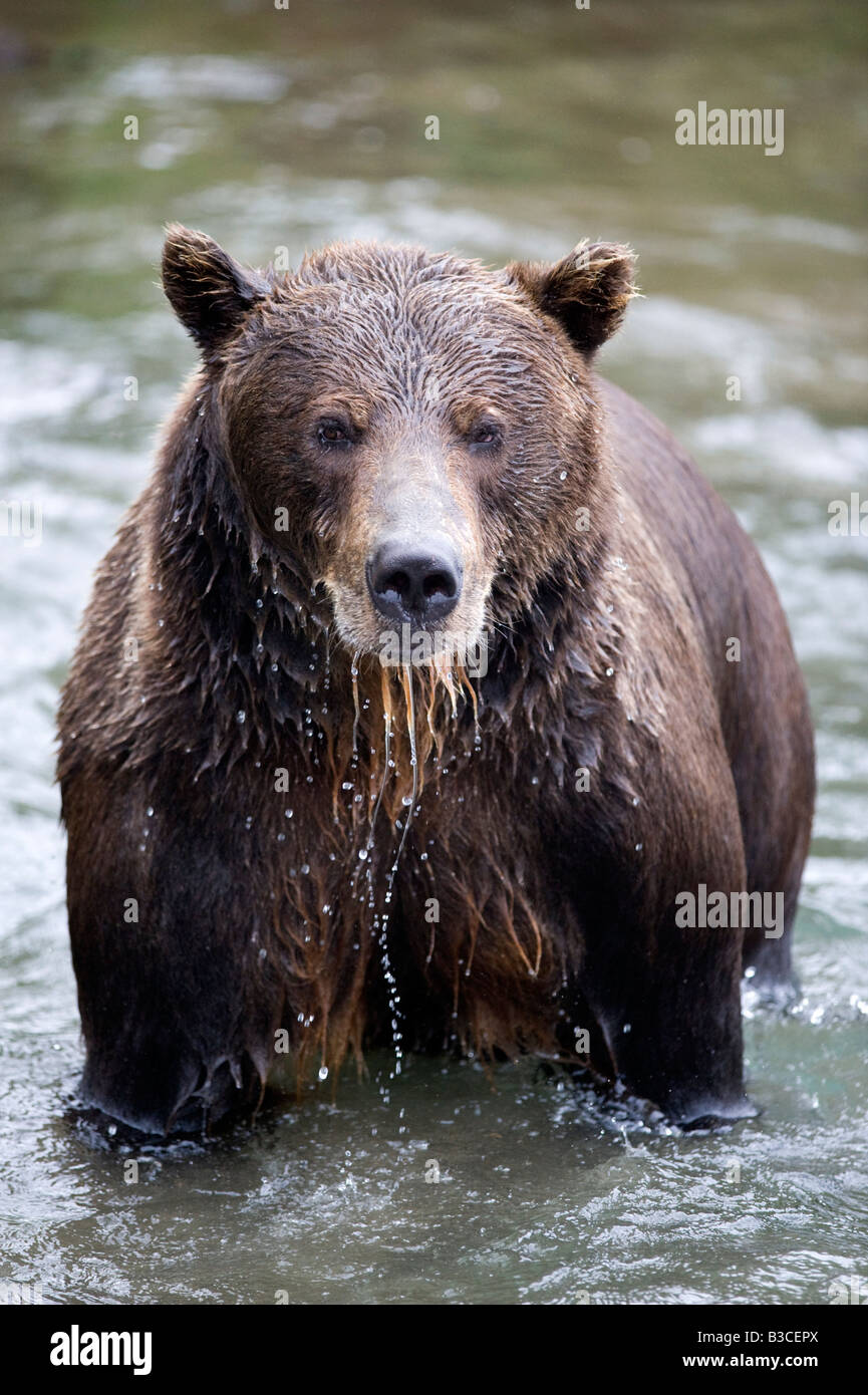 Ours bruns Banque de photographies et d’images à haute résolution - Alamy