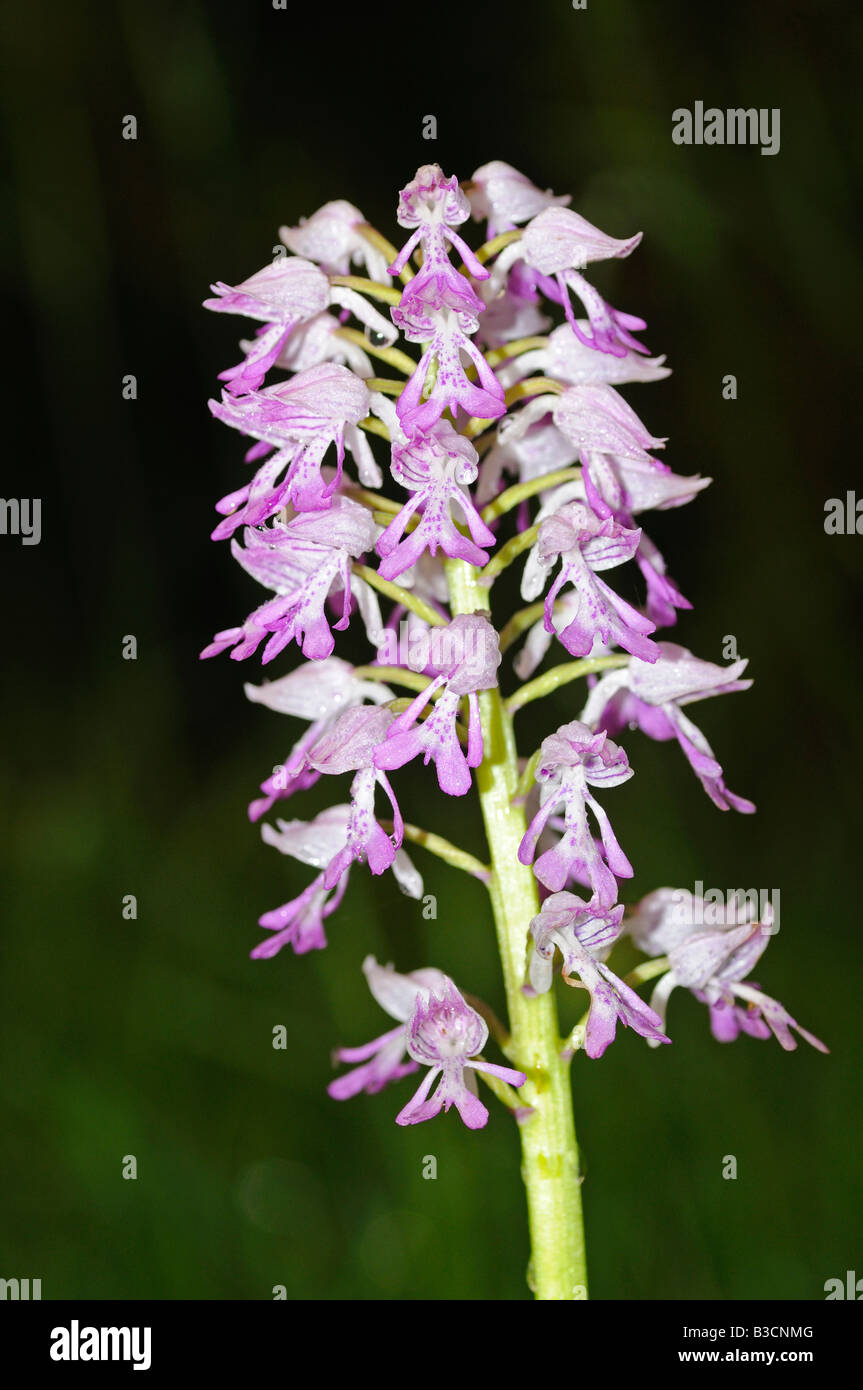 Orchidée militaire Banque de photographies et d’images à haute ...