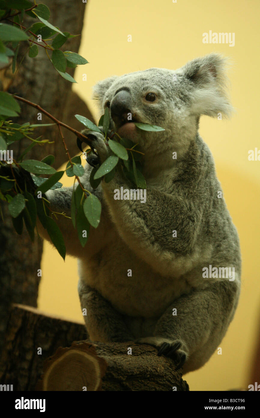 Koala mange des feuilles Banque de photographies et d’images à haute ...