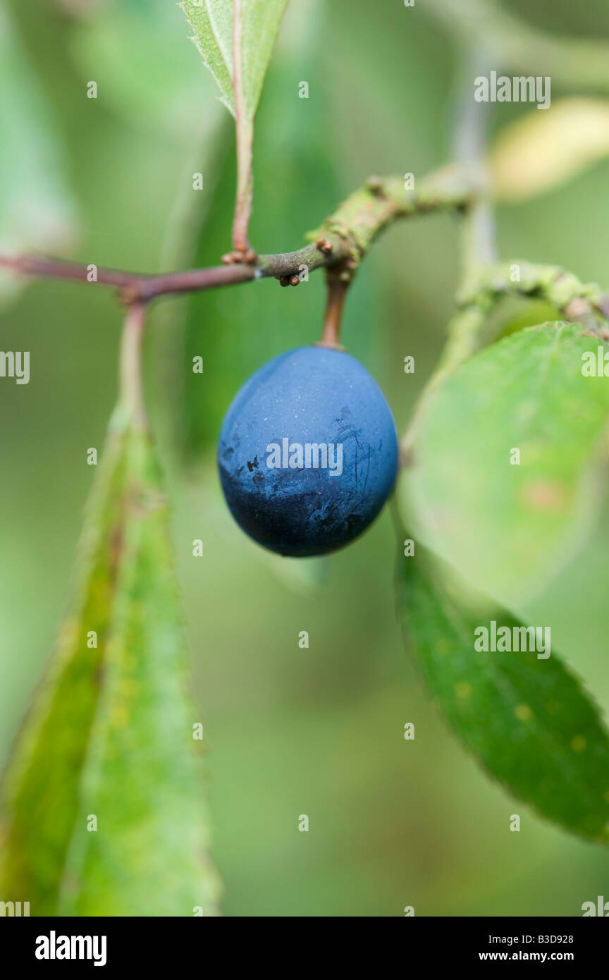 Blackthorn prunus spinosa close up leaves Banque de photographies et d ...
