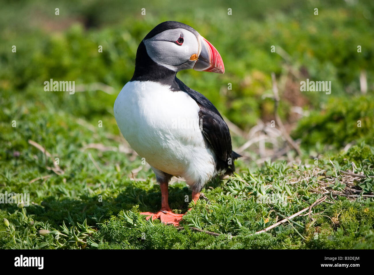 Macareux photo Banque de photographies et d’images à haute résolution ...