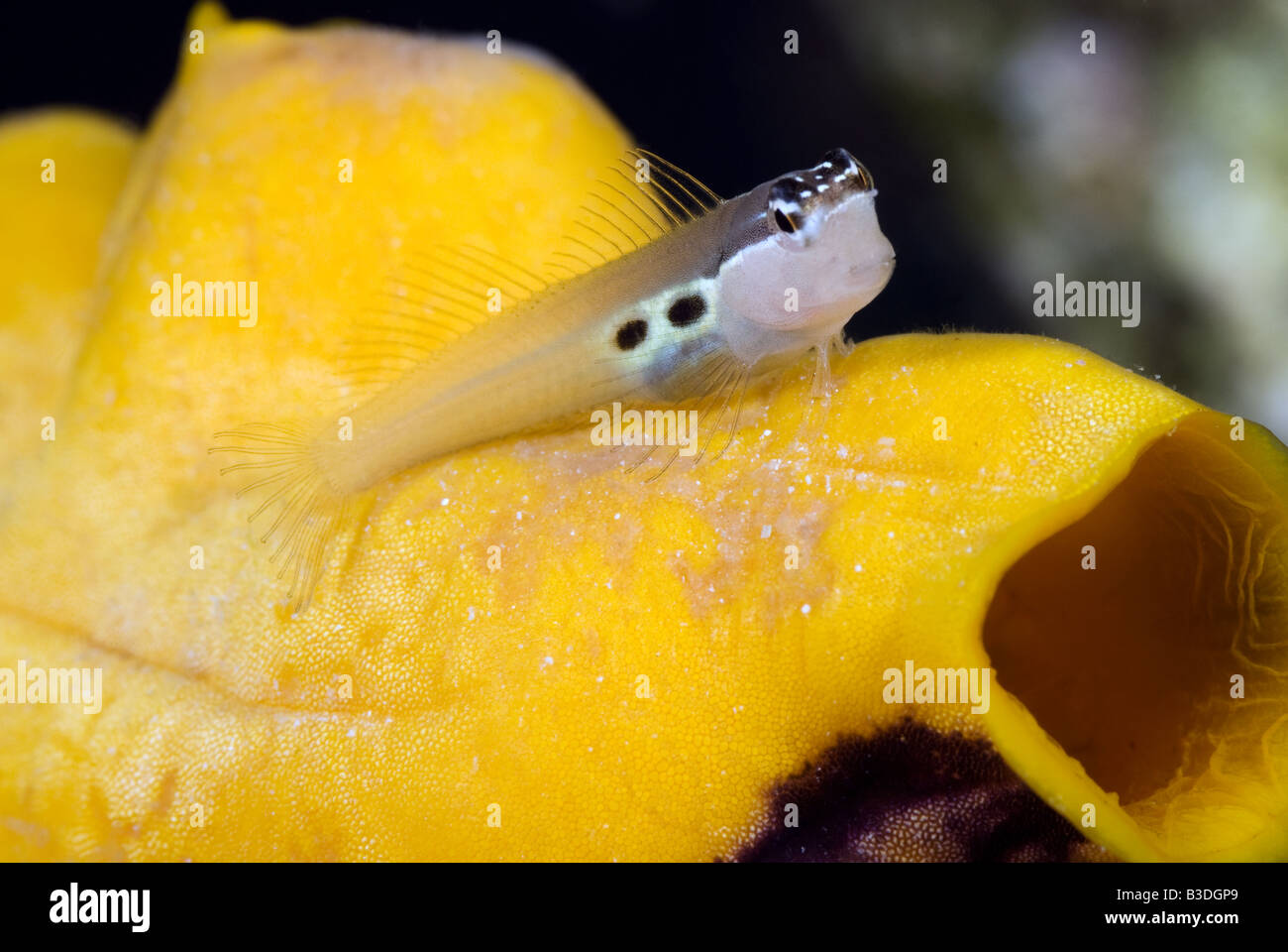 Blennie jaune Banque de photographies et d’images à haute résolution ...