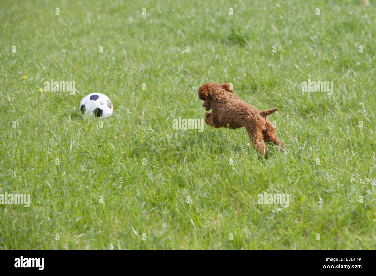 Dog park running Banque de photographies et d’images à haute résolution ...