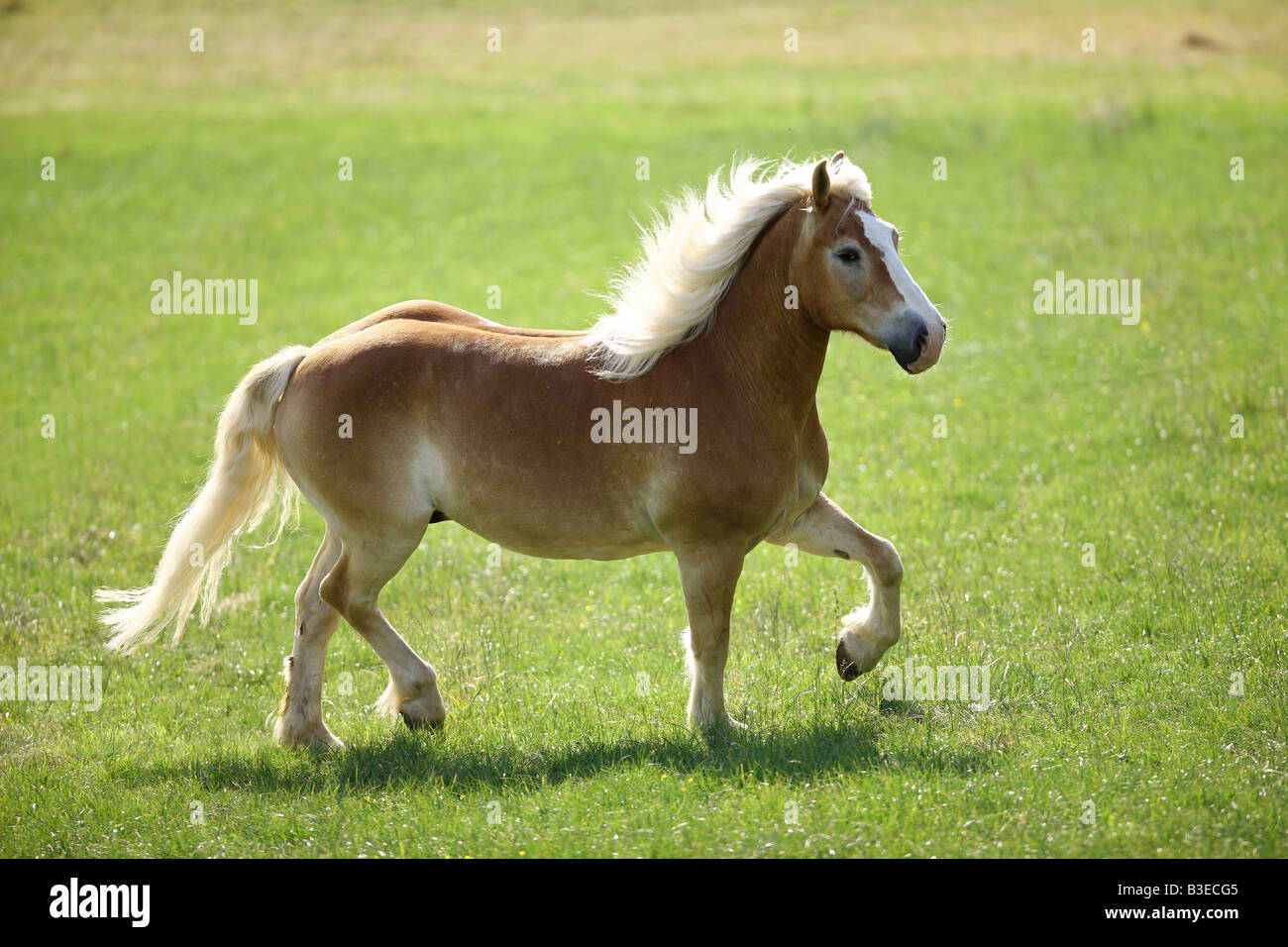 Haflinger horse trotting meadow Banque de photographies et d’images à ...