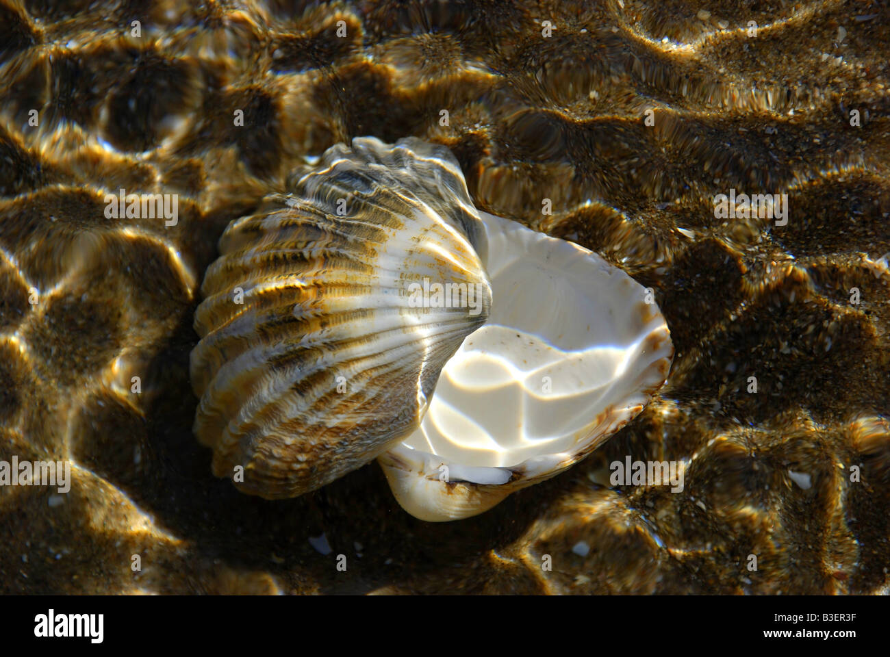 Cockle shells Banque de photographies et d’images à haute résolution ...