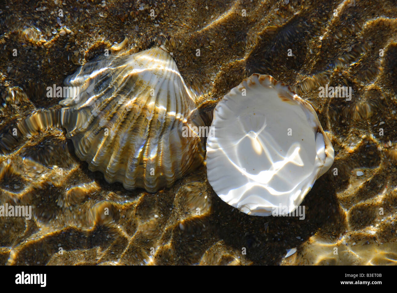 Cockle shells Banque de photographies et d’images à haute résolution ...