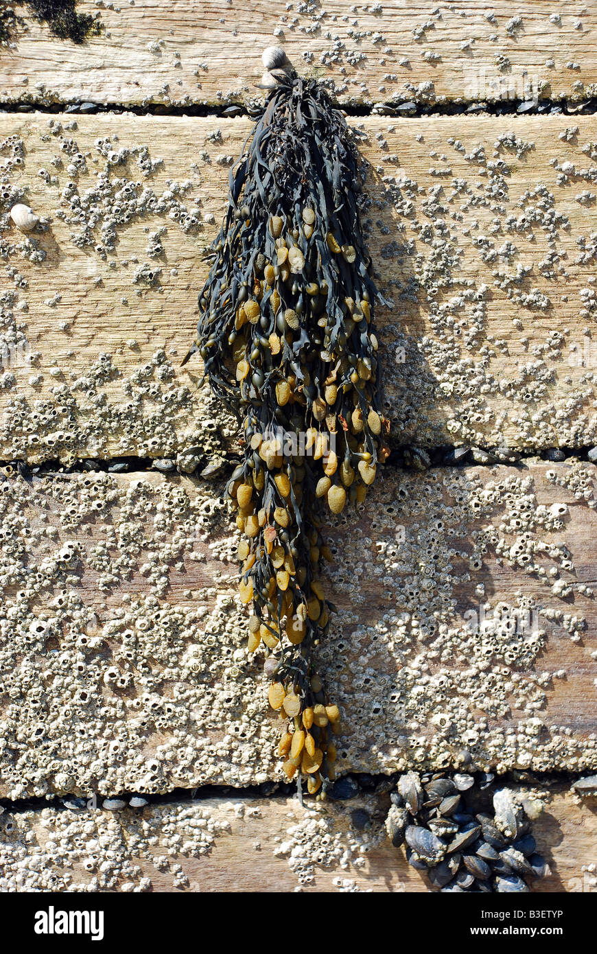 Bladderwrack seaweed Banque de photographies et d’images à haute ...