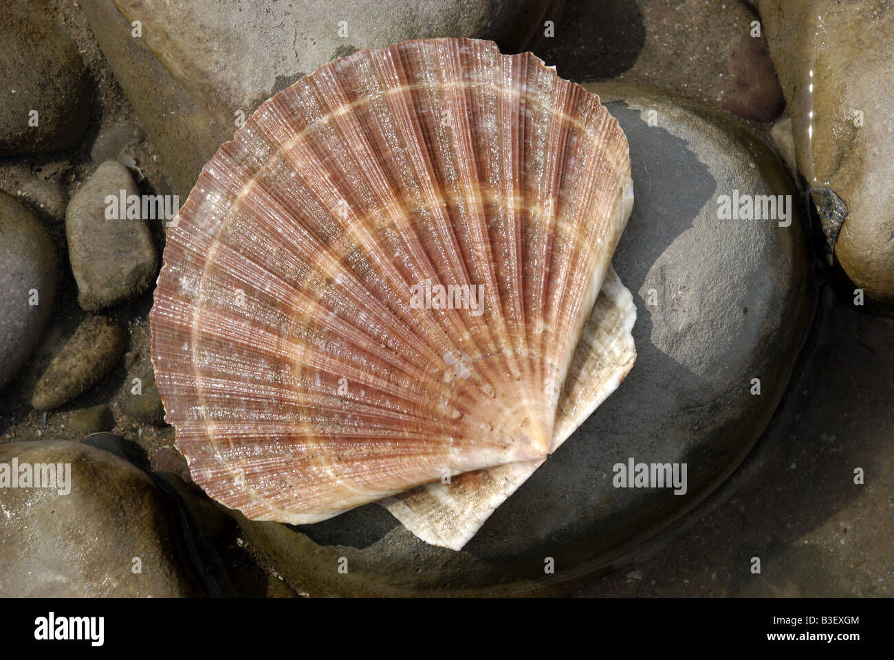 Coquille saint jacques Banque de photographies et d’images à haute ...