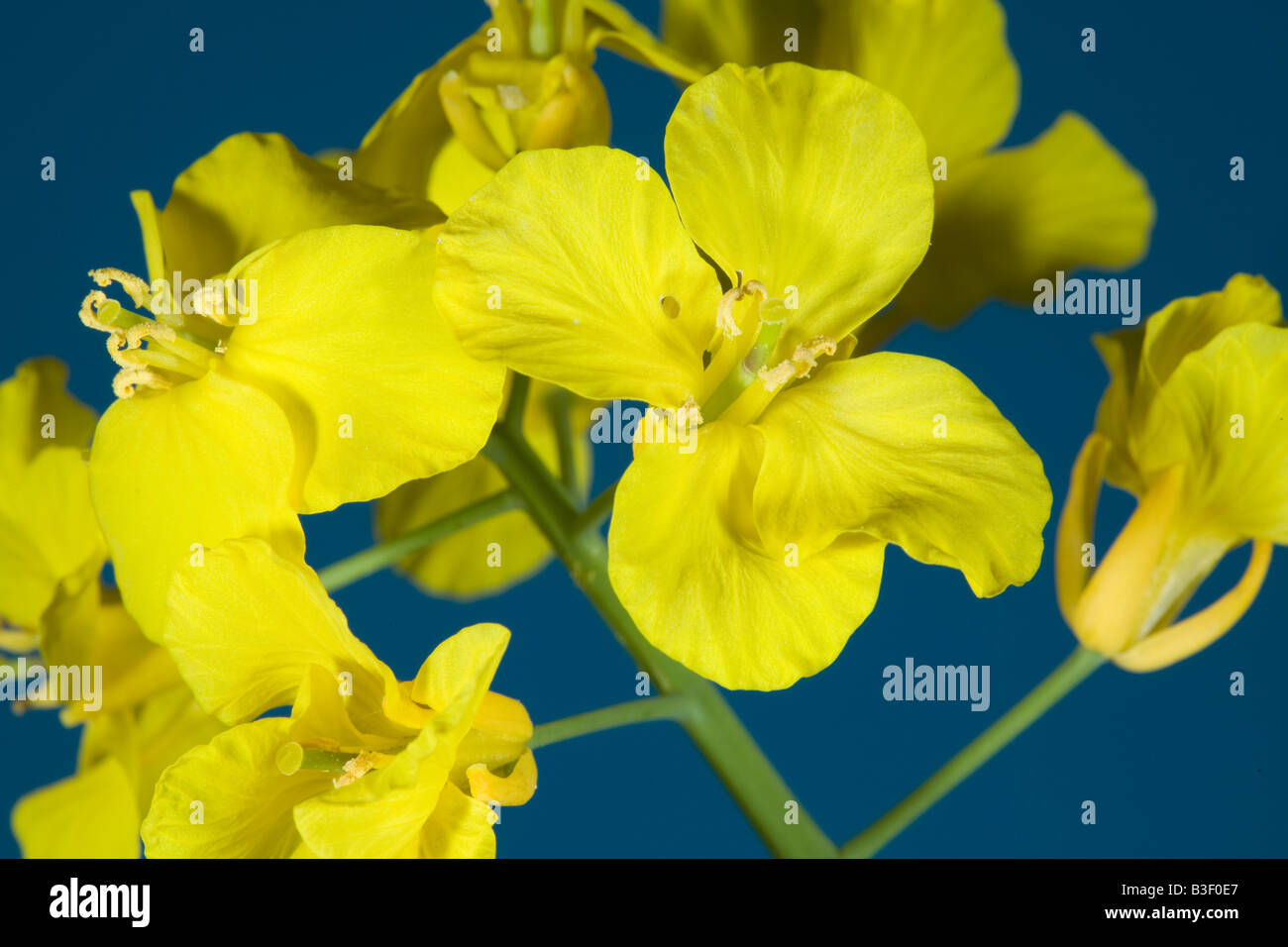 Brassica arvensis Banque de photographies et d’images à haute ...
