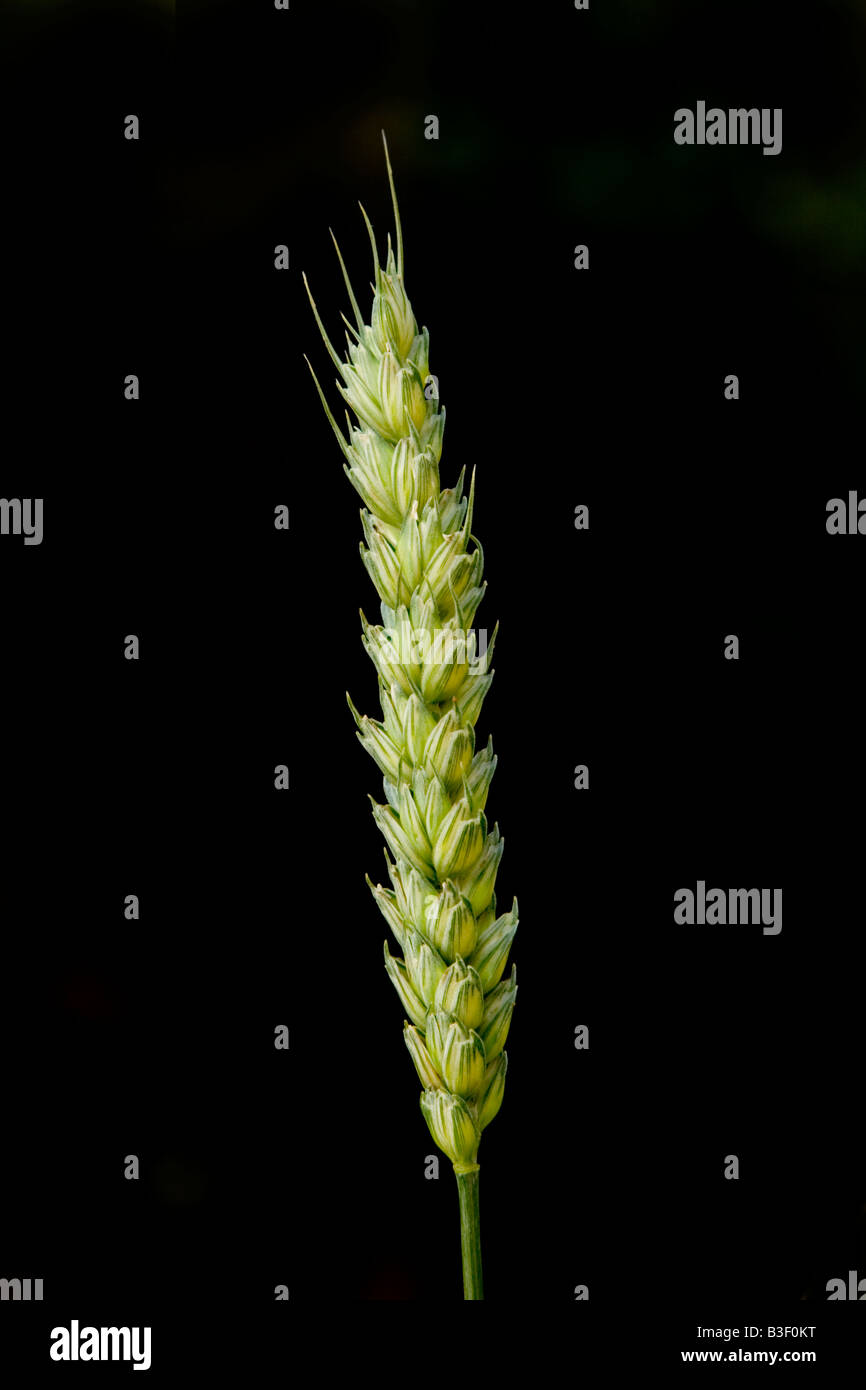 épi de blé Banque de photographies et d’images à haute résolution - Alamy