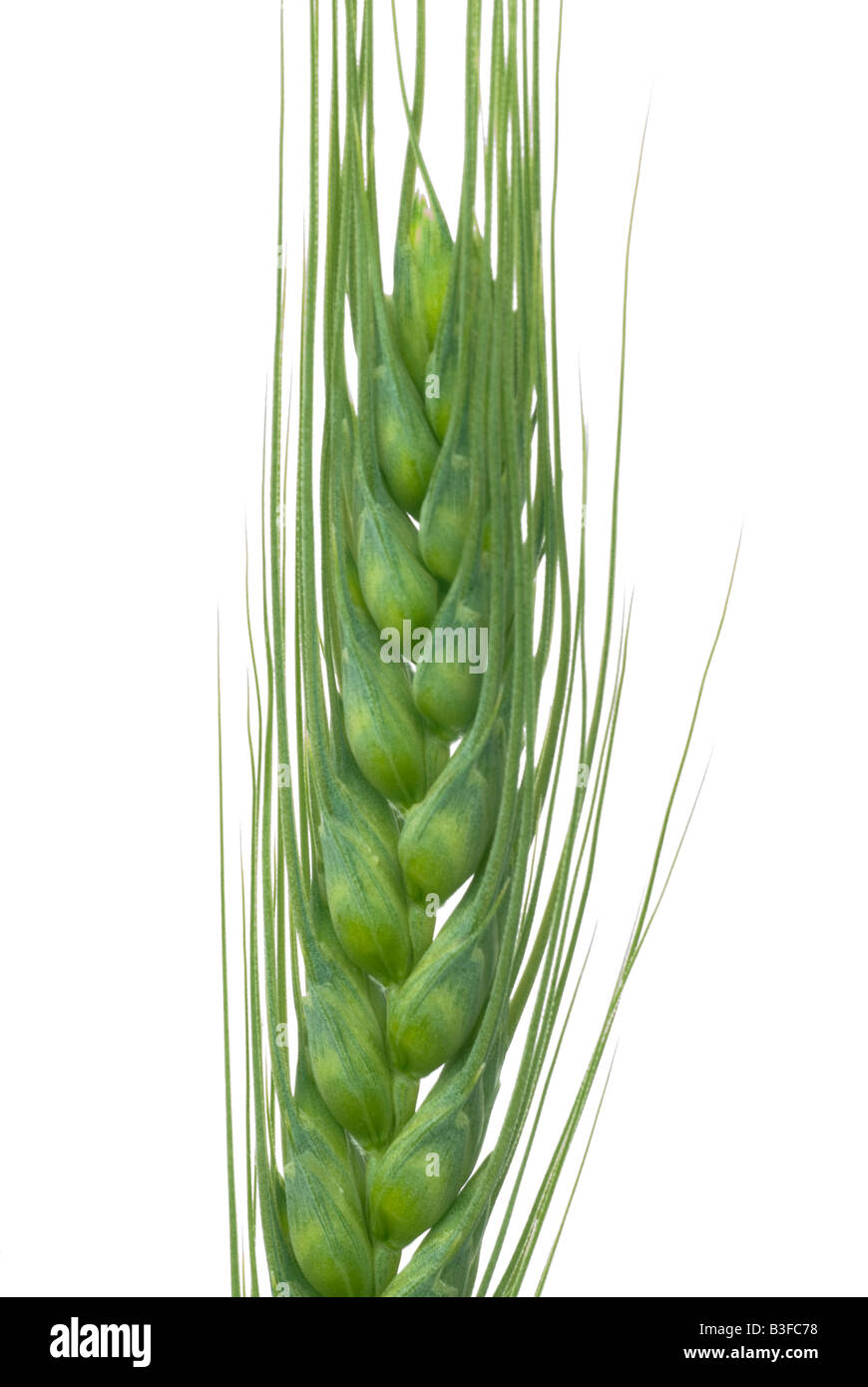 épi blé Banque de photographies et d’images à haute résolution - Alamy