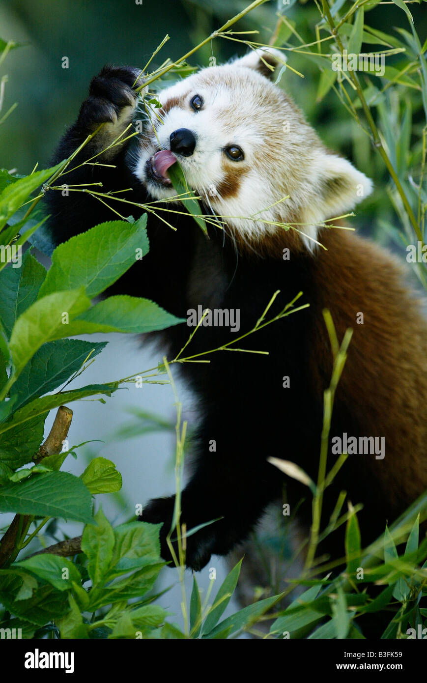 Panda rojo Banque de photographies et d’images à haute résolution - Alamy