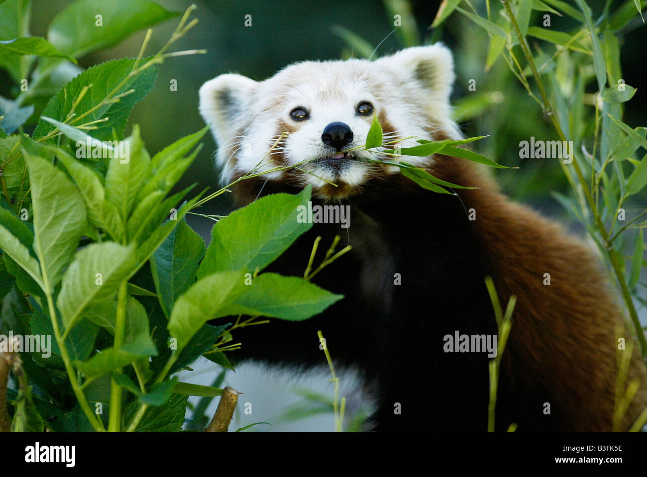 Panda rojo Banque de photographies et d’images à haute résolution - Alamy