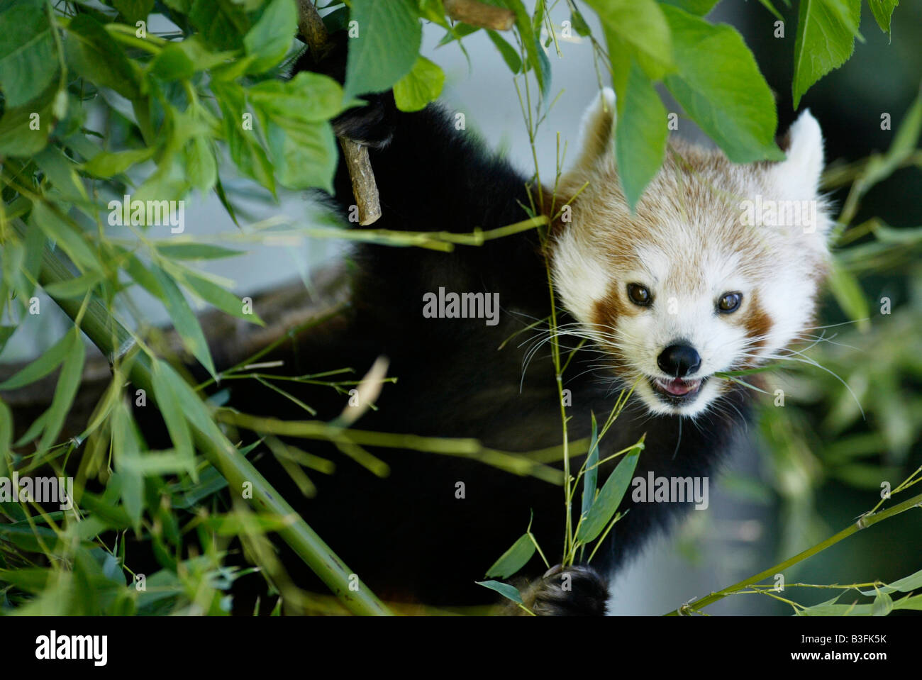 Panda rojo Banque de photographies et d’images à haute résolution - Alamy