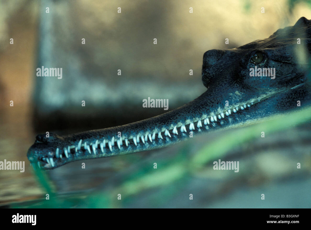 Gavial gavial du Gange gavial du Gange gavial indien Gavialis ...