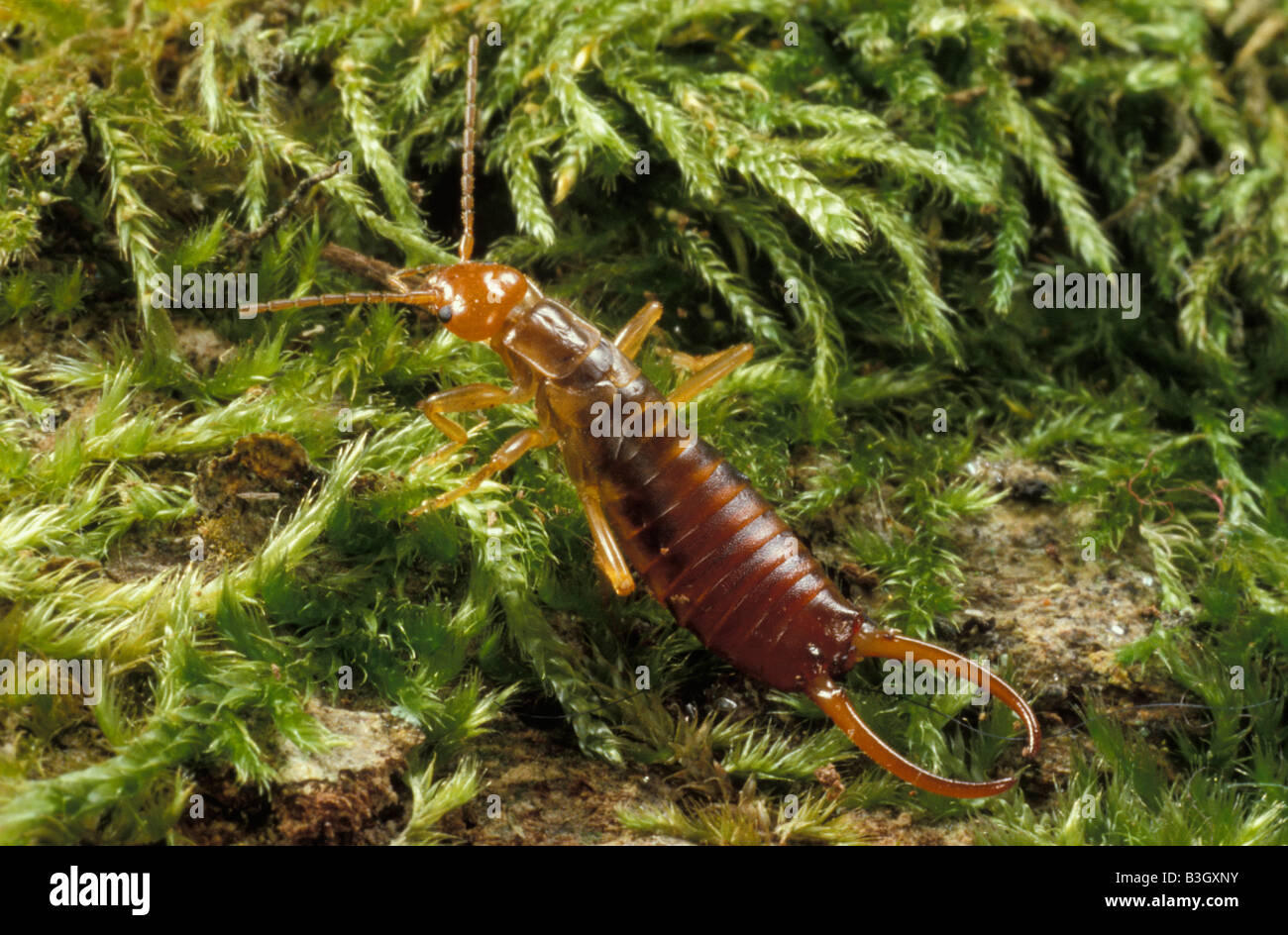 Perce oreilles Kleiner Ohrwurm moindre Earwig perce-oreille mineure peu ...