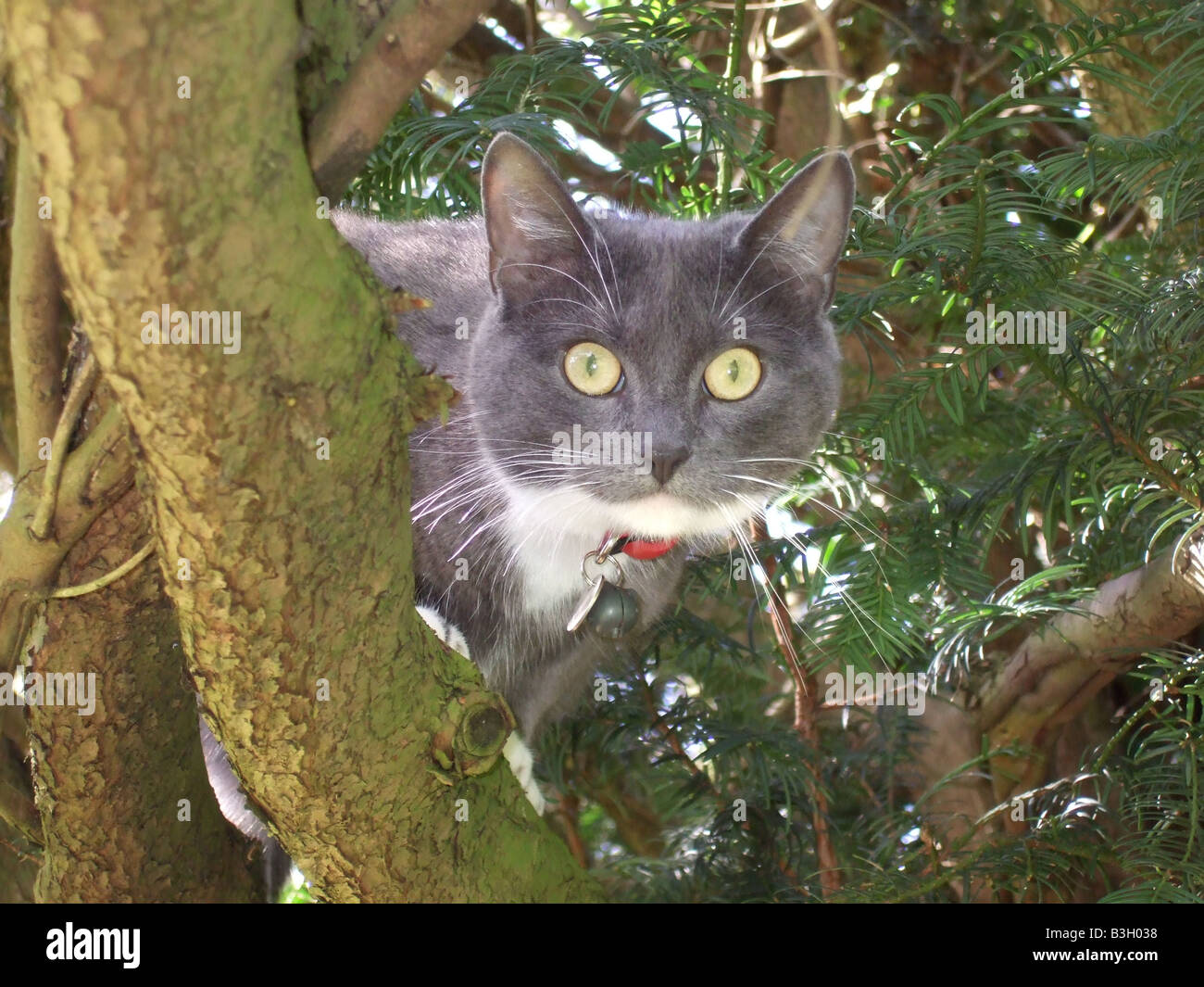 Gris fumé et blanc cat dans un arbre d'if. De beaux yeux verts de chat ...