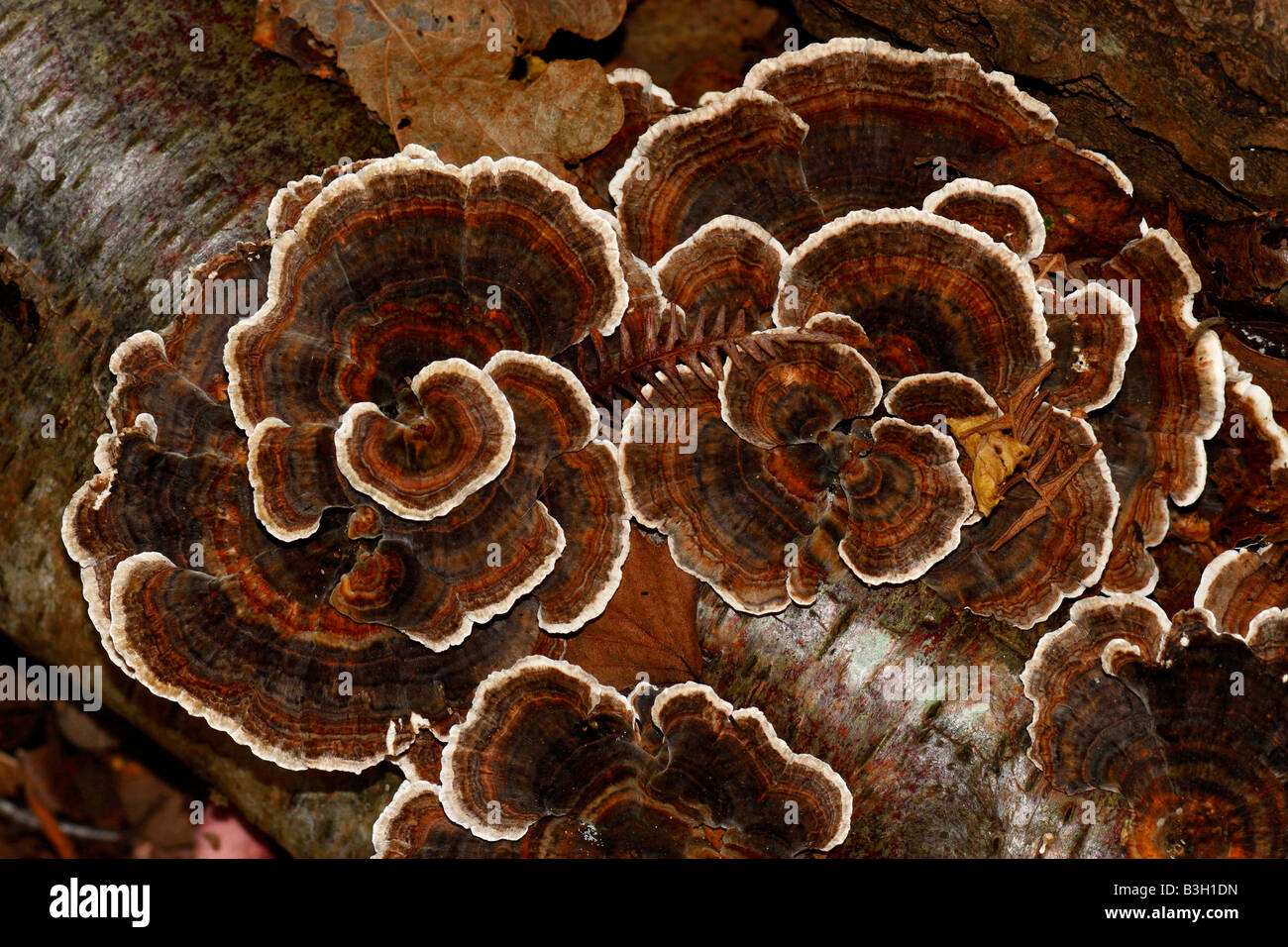Coriolus versicolor Banque de photographies et d’images à haute ...