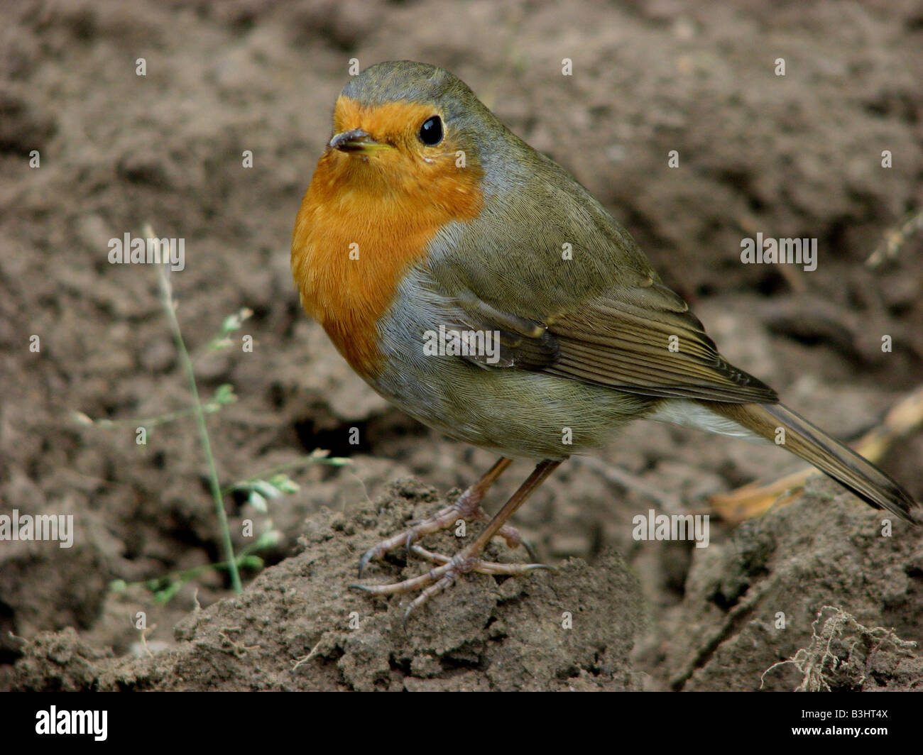 Robin redbreasts Banque de photographies et d’images à haute résolution ...