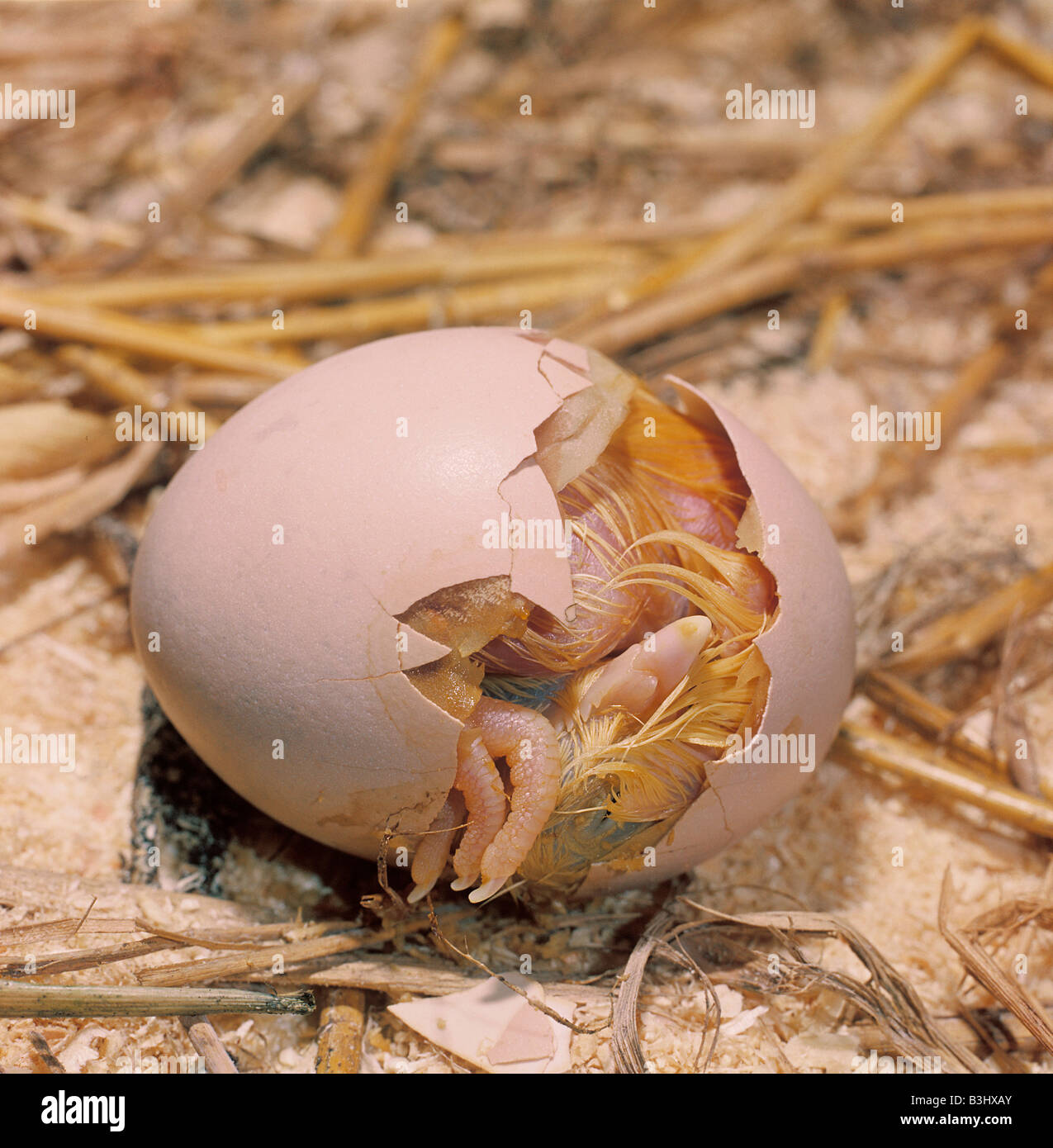 Développement de l'éclosion de poussins Photo Stock - Alamy