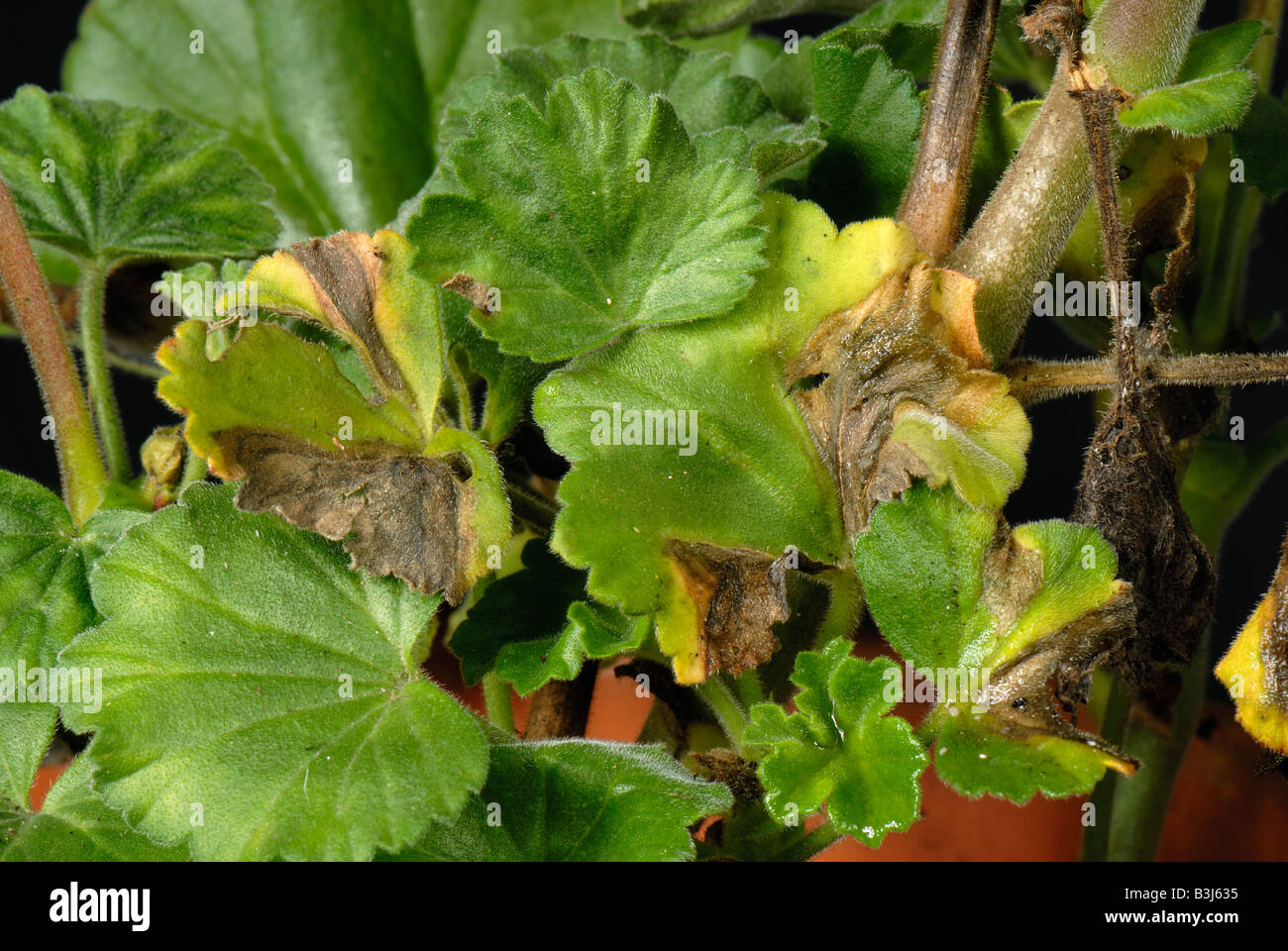 La moisissure grise Botrytis cinerea et le mycélium de nécrose des ...