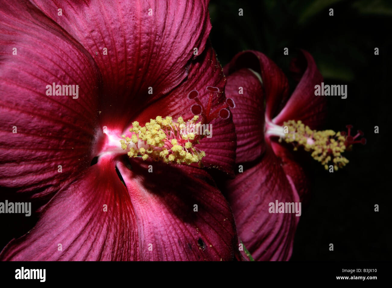 Double hibiscus Banque de photographies et d’images à haute résolution ...