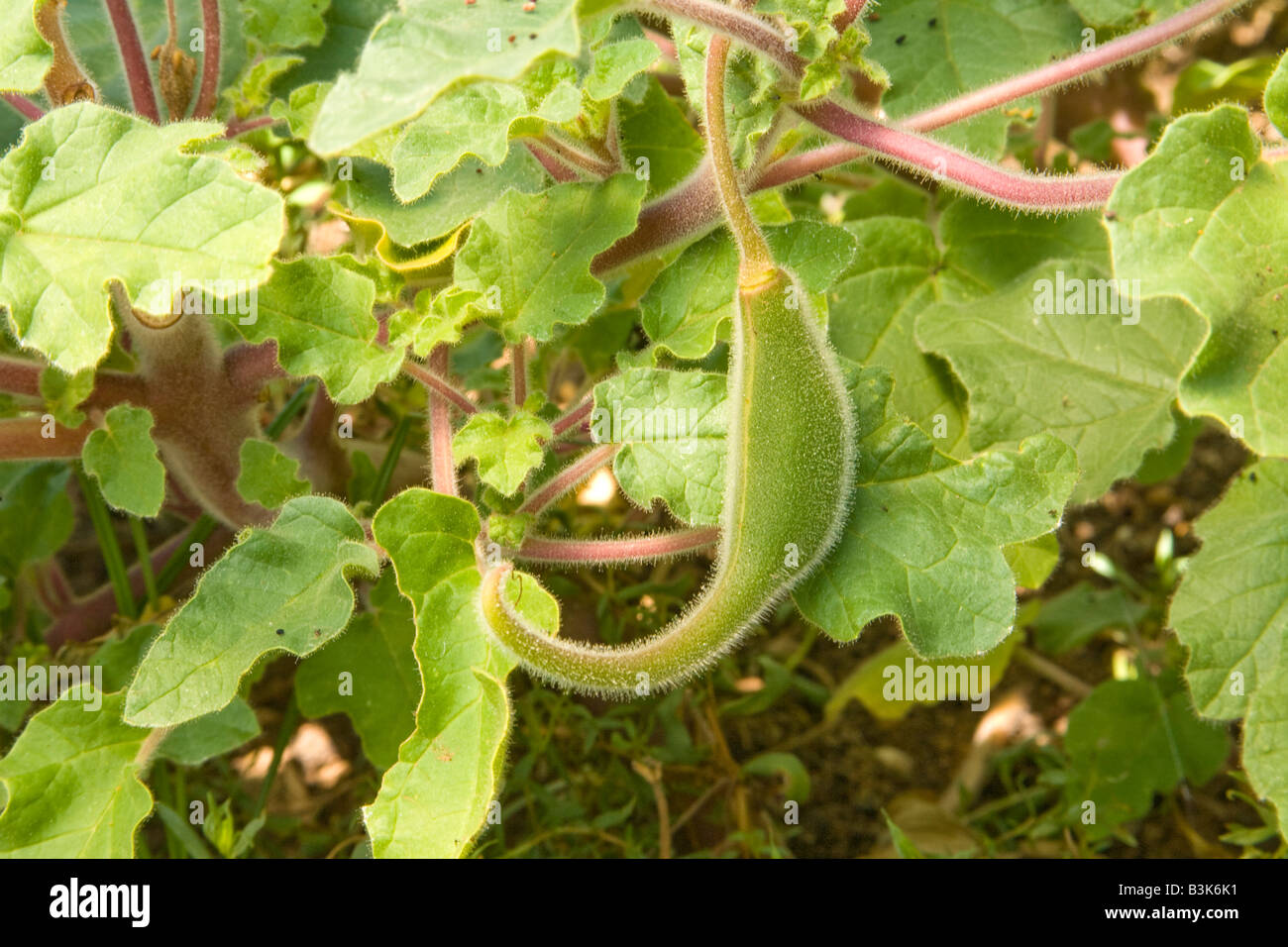 Proboscidea fruit Banque de photographies et d’images à haute ...