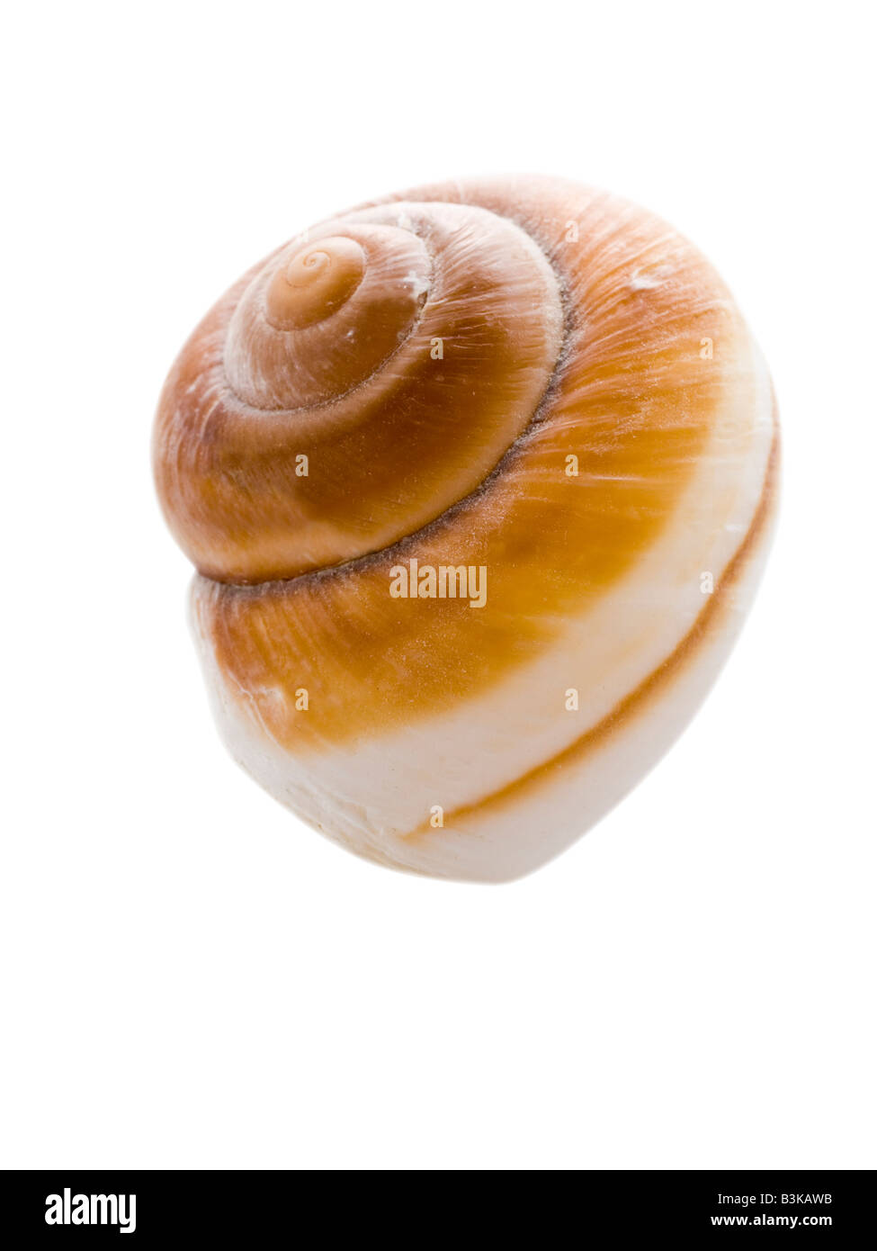 Ma coquille Banque de photographies et d’images à haute résolution - Alamy