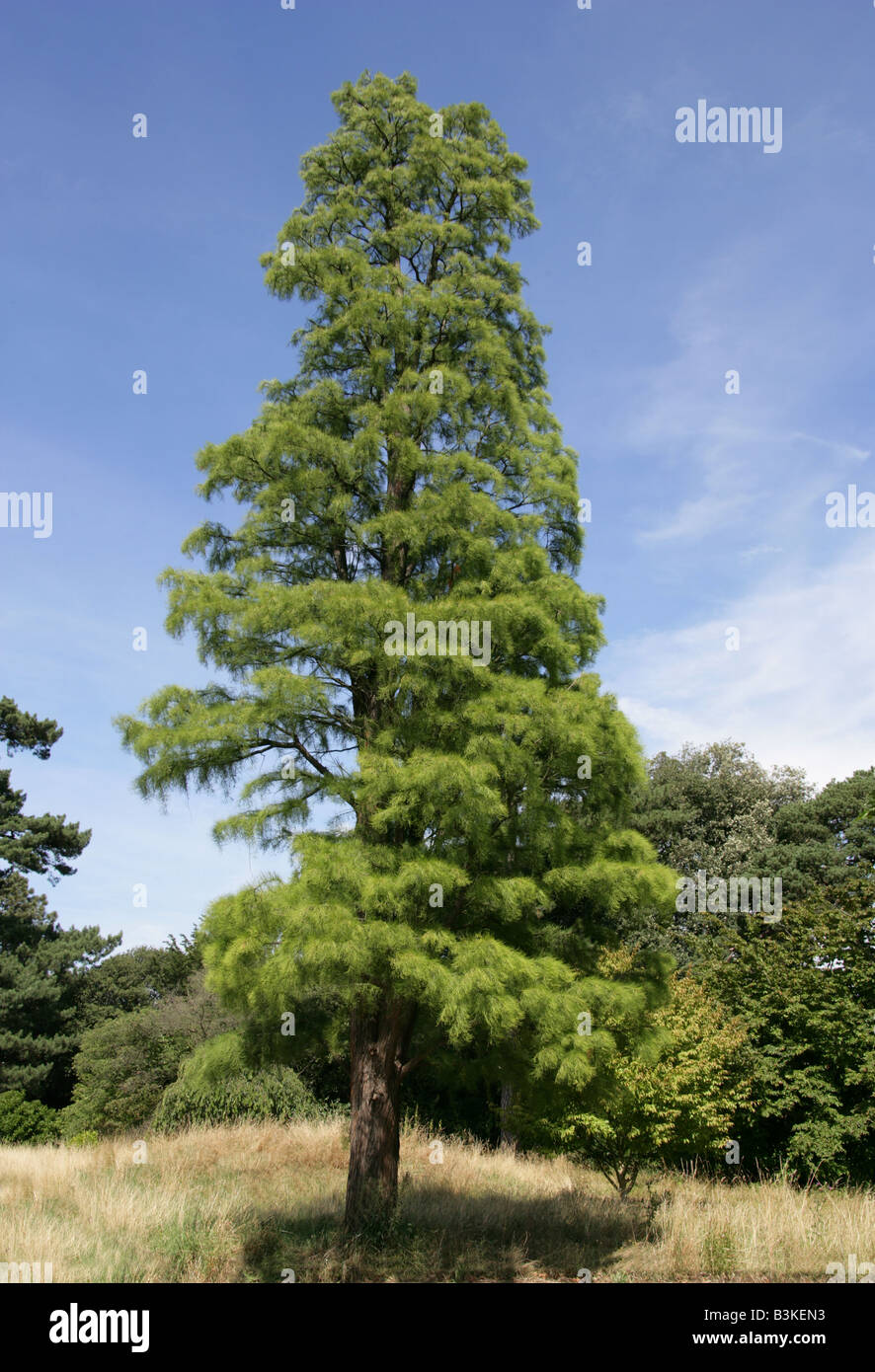 Taxodium ascendens cyprès de l'étang, 'Nutans', Cupressaceae, North ...