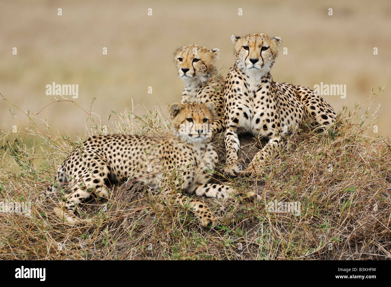 Baby Cheetah Banque d'image et photos - Alamy