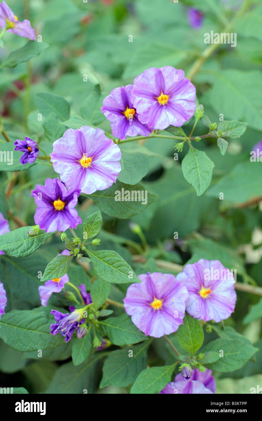 Solanum bleu Banque de photographies et d’images à haute résolution - Alamy
