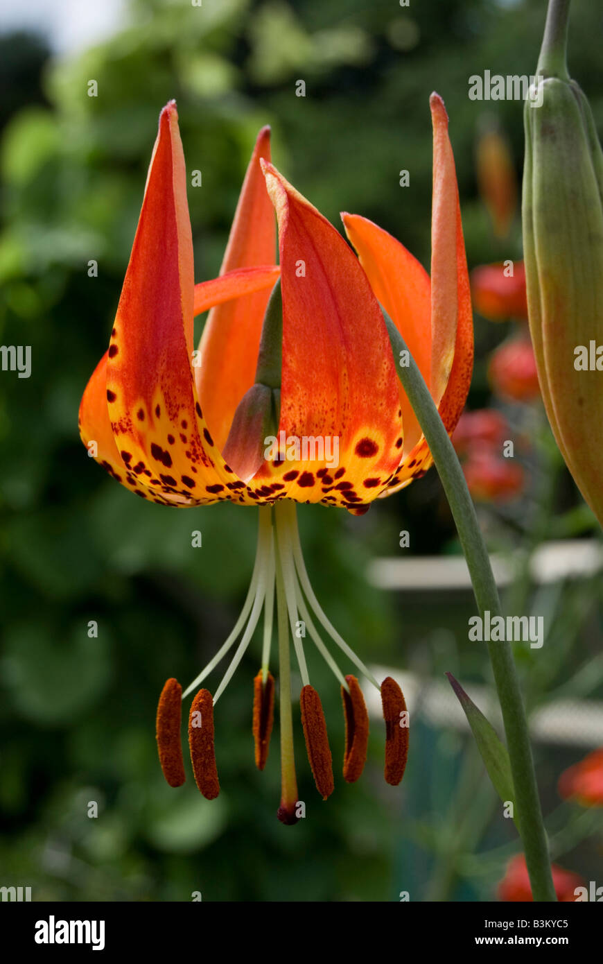 Leopard lily Banque de photographies et d’images à haute résolution - Alamy