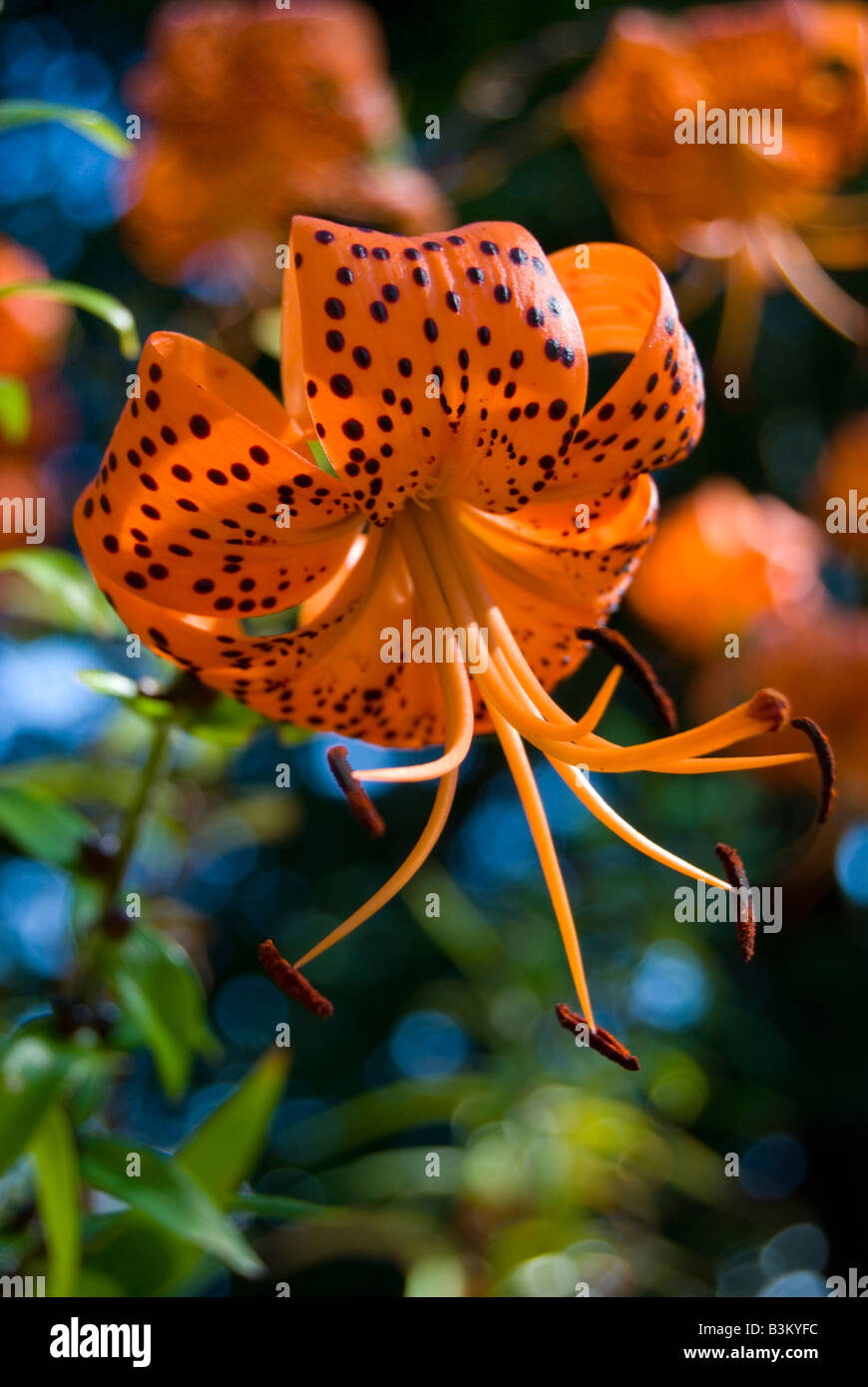 Lilium lancifolium tigrinum splendens Banque de photographies et d ...