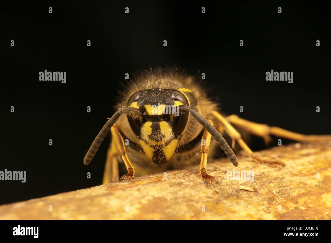 Vespula vulgaris Banque de photographies et d’images à haute résolution ...