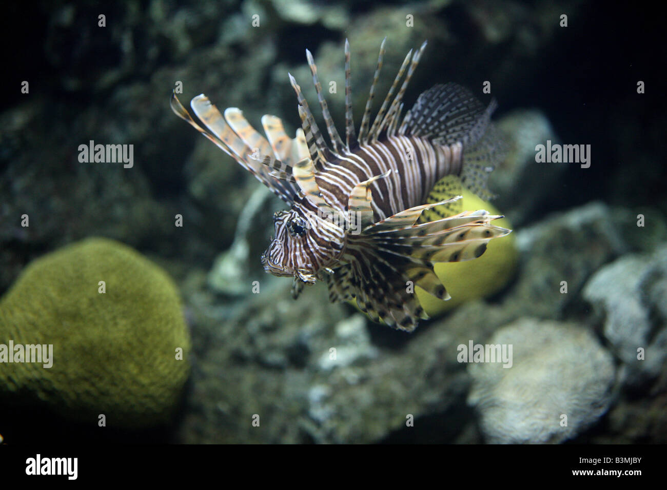 Poisson de la colonne vertébrale dans le centre aquatique / Aquarium ...