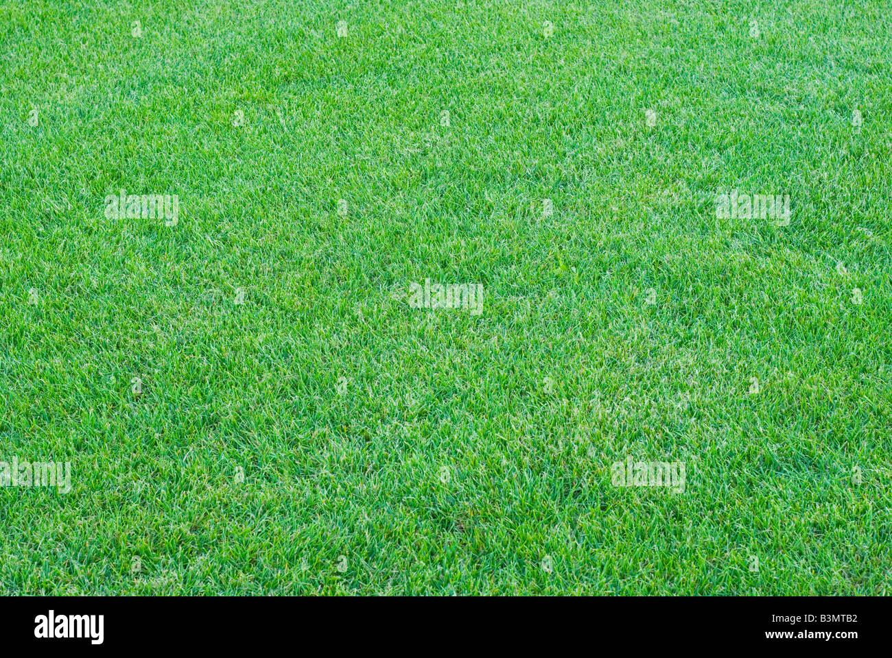 Gazon tondu Banque de photographies et d’images à haute résolution - Alamy