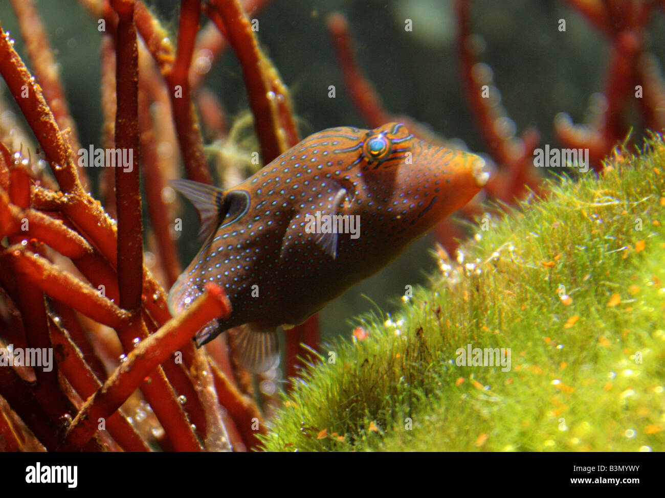 Tache bleue Banque de photographies et d’images à haute résolution - Alamy