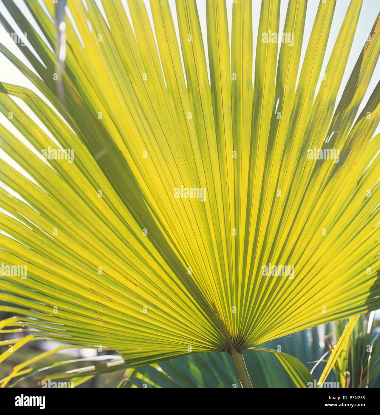 Palme de latanie Banque de photographies et d’images à haute résolution ...