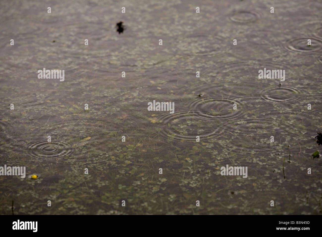 La pluie tombe dans l'eau Banque de photographies et d’images à haute ...