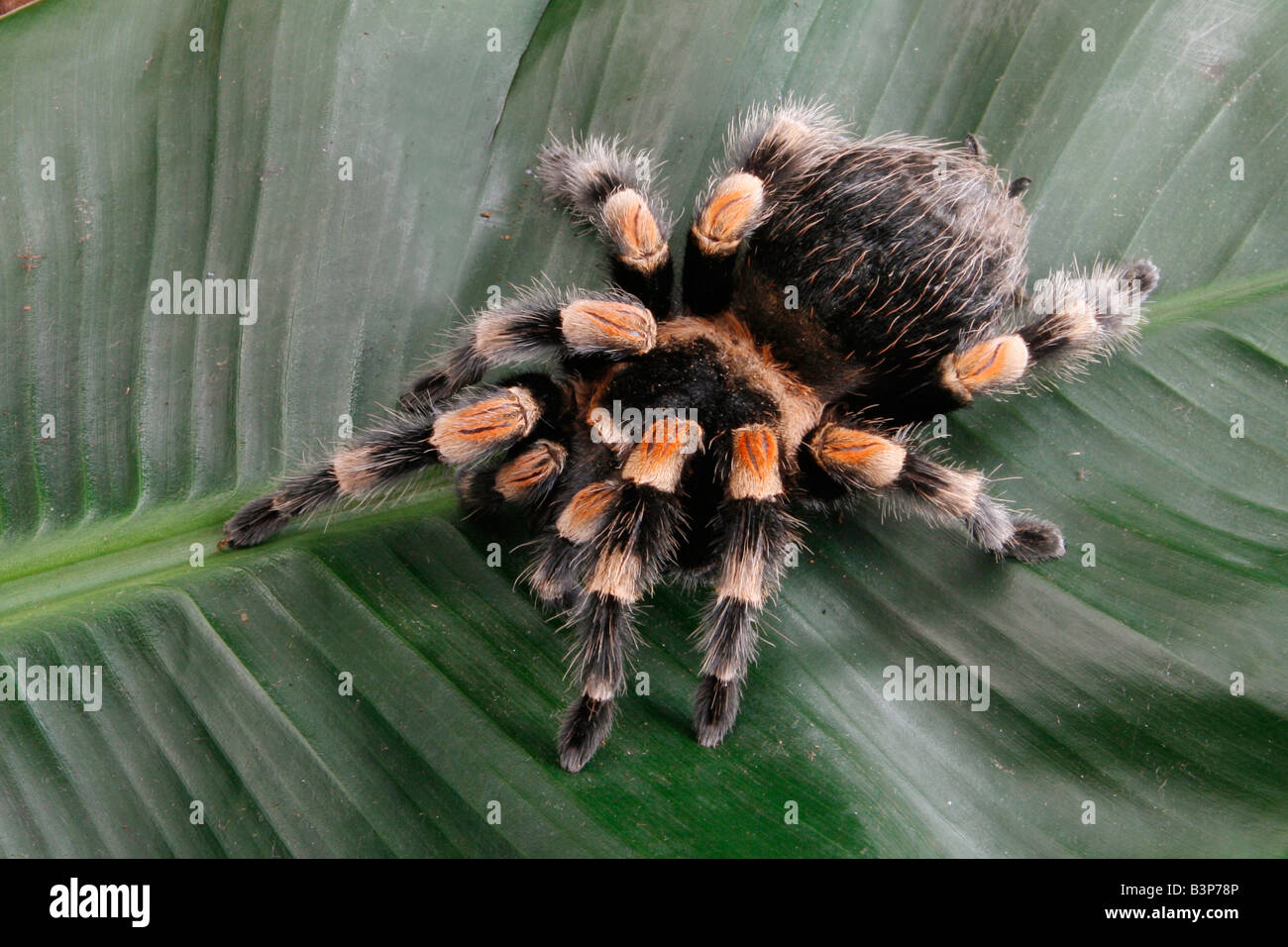 Mexican red knee tarantula Banque de photographies et d’images à haute ...