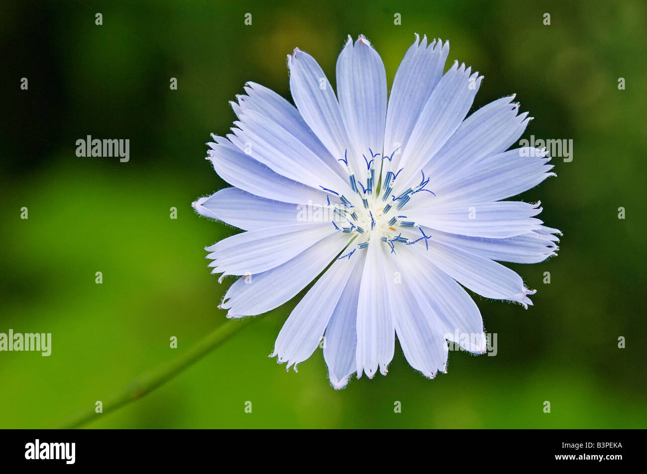 Flor de maiz flores de maiz Banque de photographies et d’images à haute ...