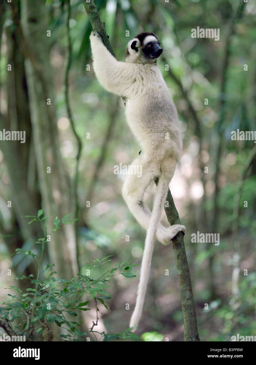 Madagascar, Ranohira, un lémurien blanc, le propithèque de verreaux ...