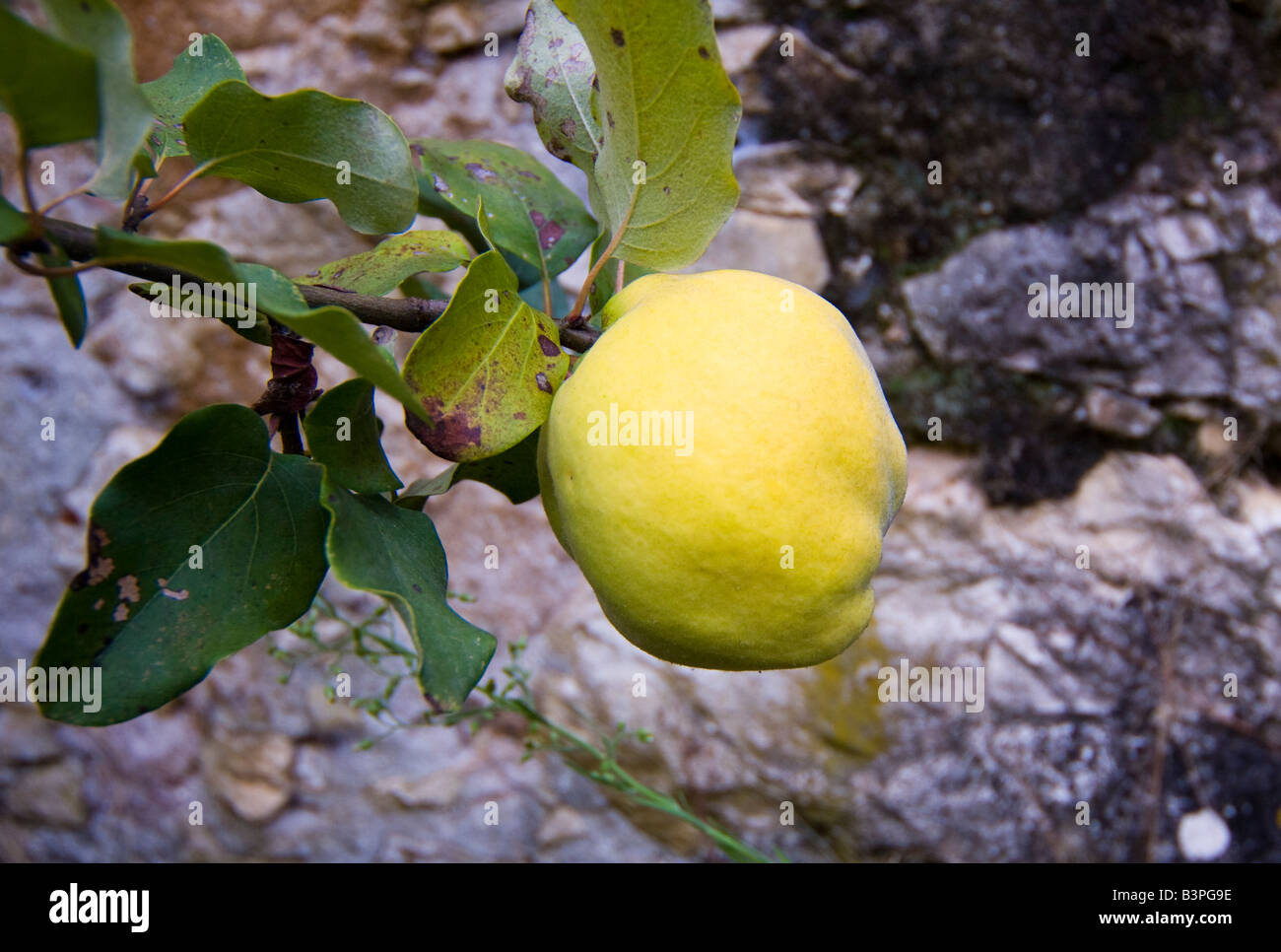 Feuilles de coing Banque de photographies et d’images à haute ...