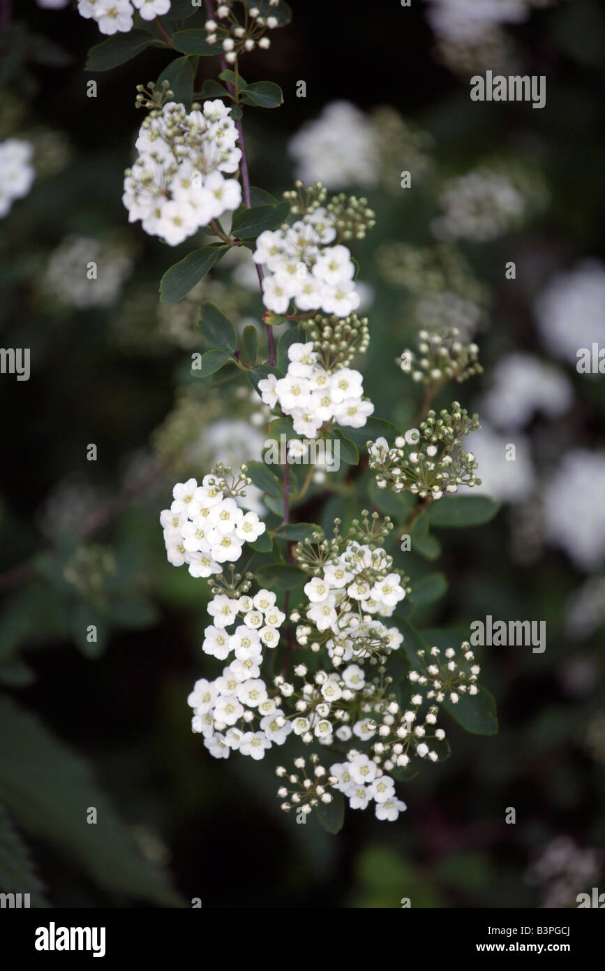 Garland Spirea Spirea Arguta Banque d'image et photos - Alamy
