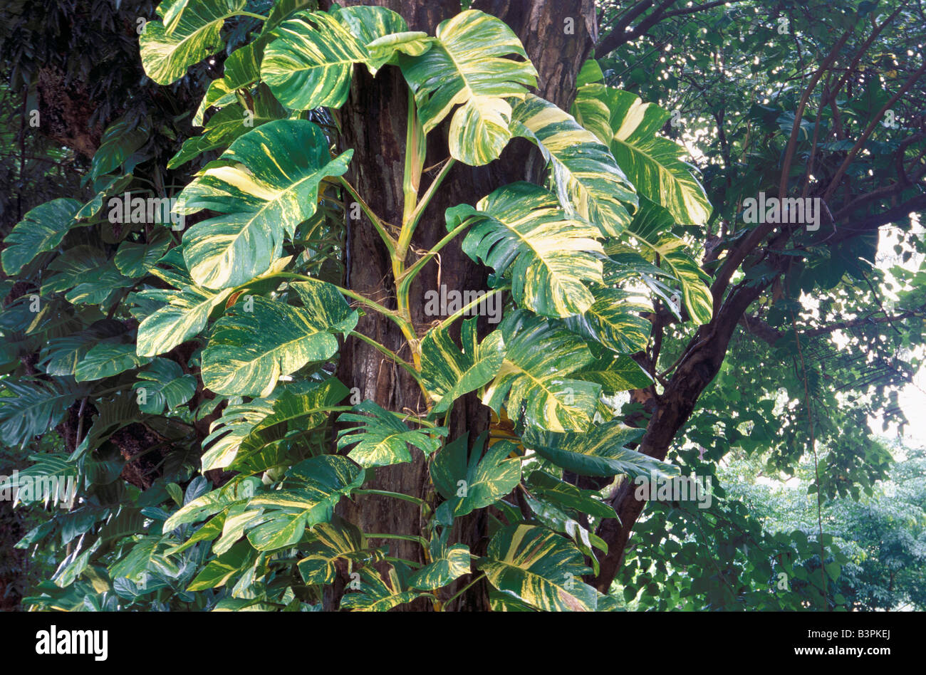 Philodendron sp Banque de photographies et d’images à haute résolution ...